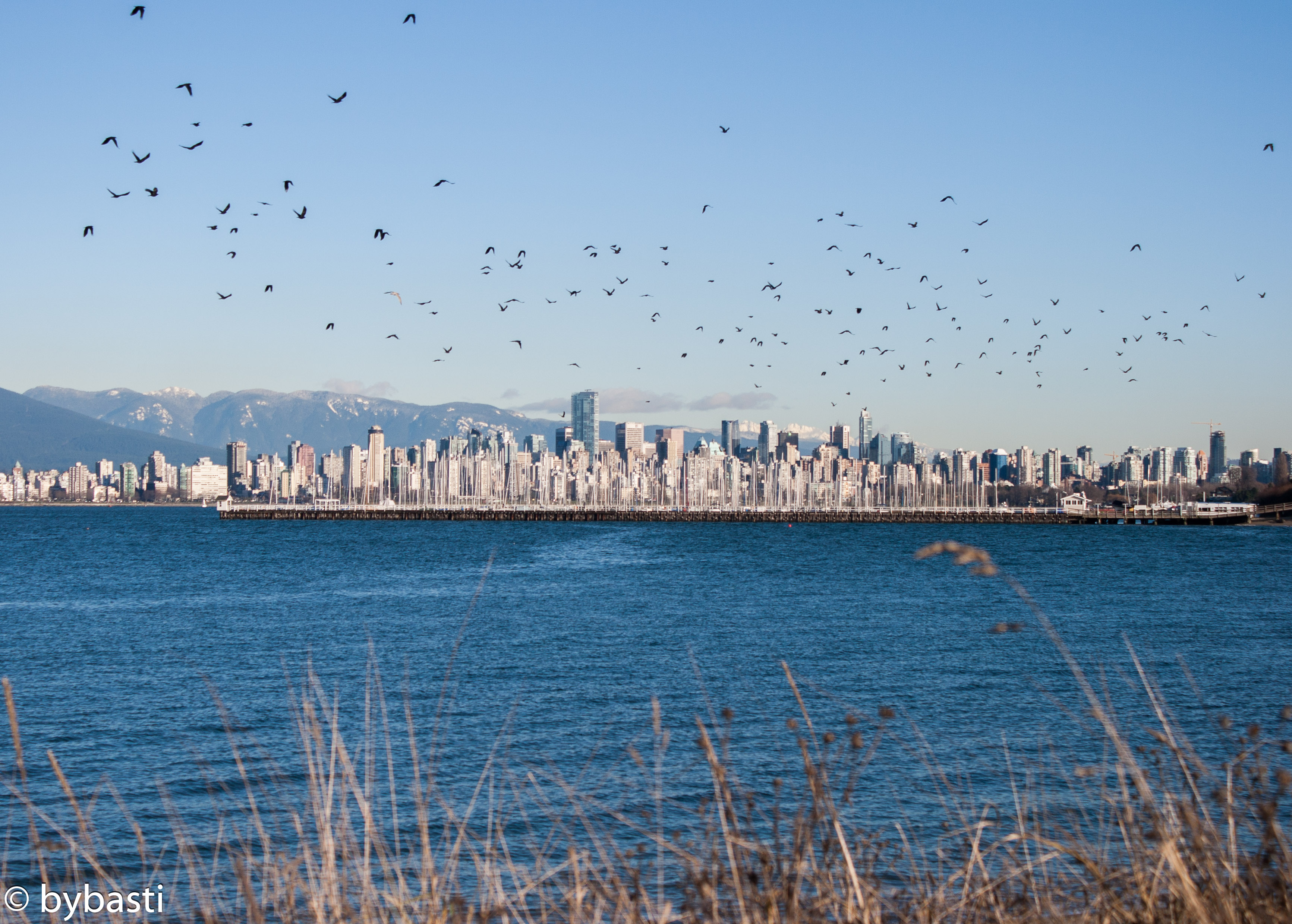 Timer for Memories: Rabbit power in Vancouver's Jericho Park - Bybasti