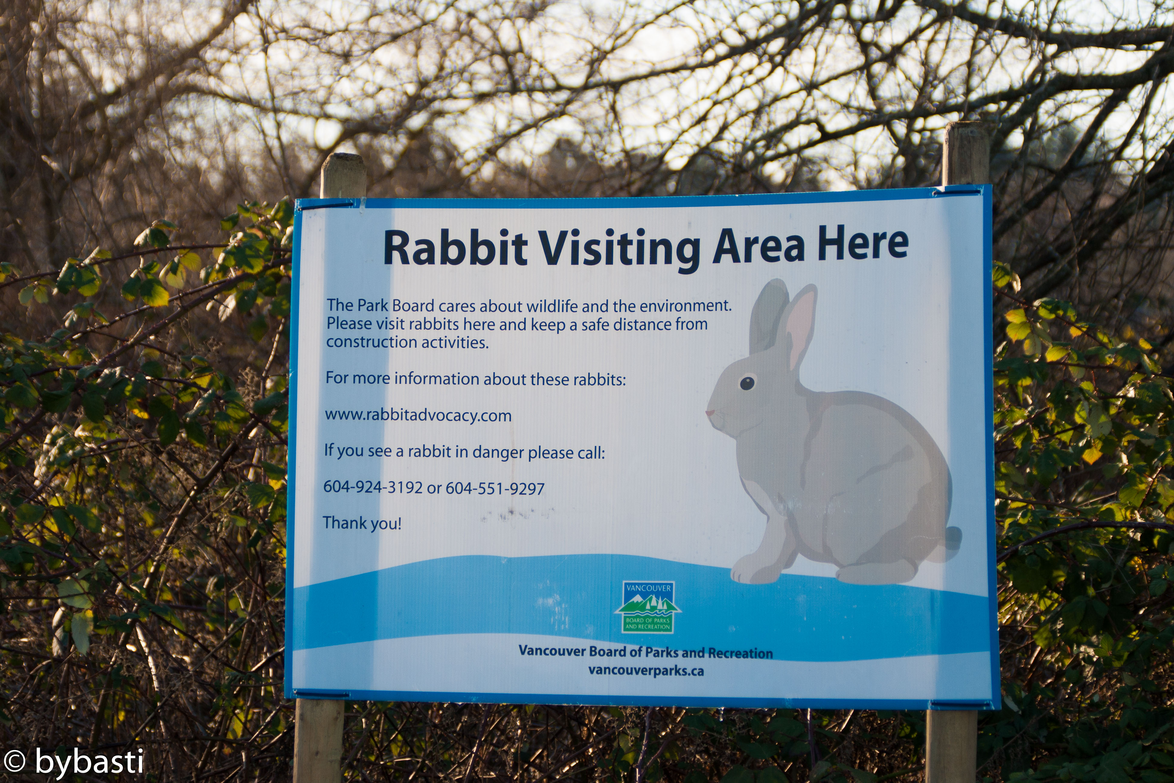 Timer for Memories: Rabbit power in Vancouver's Jericho Park - Bybasti