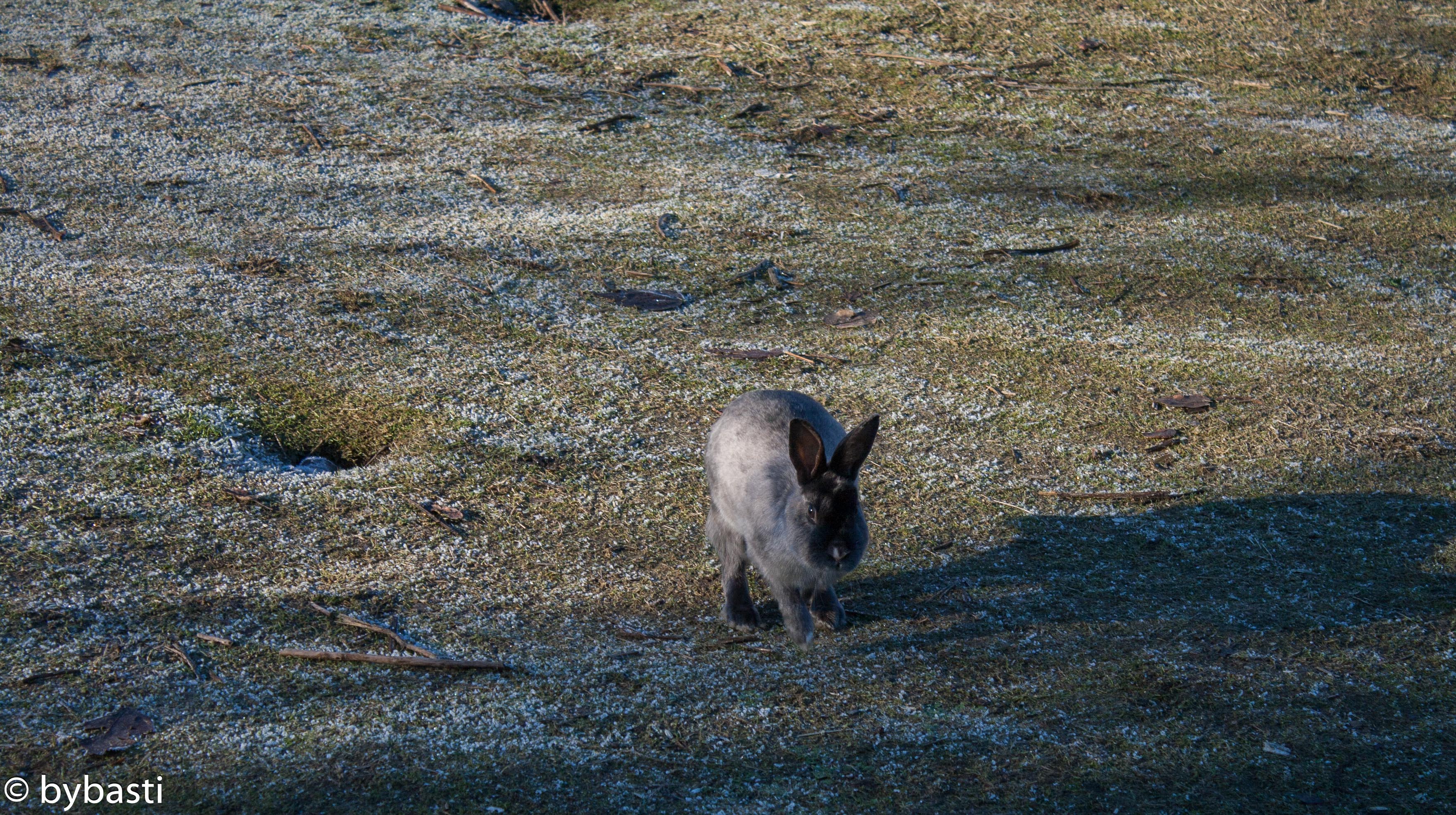 Timer for Memories: Rabbit power in Vancouver's Jericho Park - Bybasti