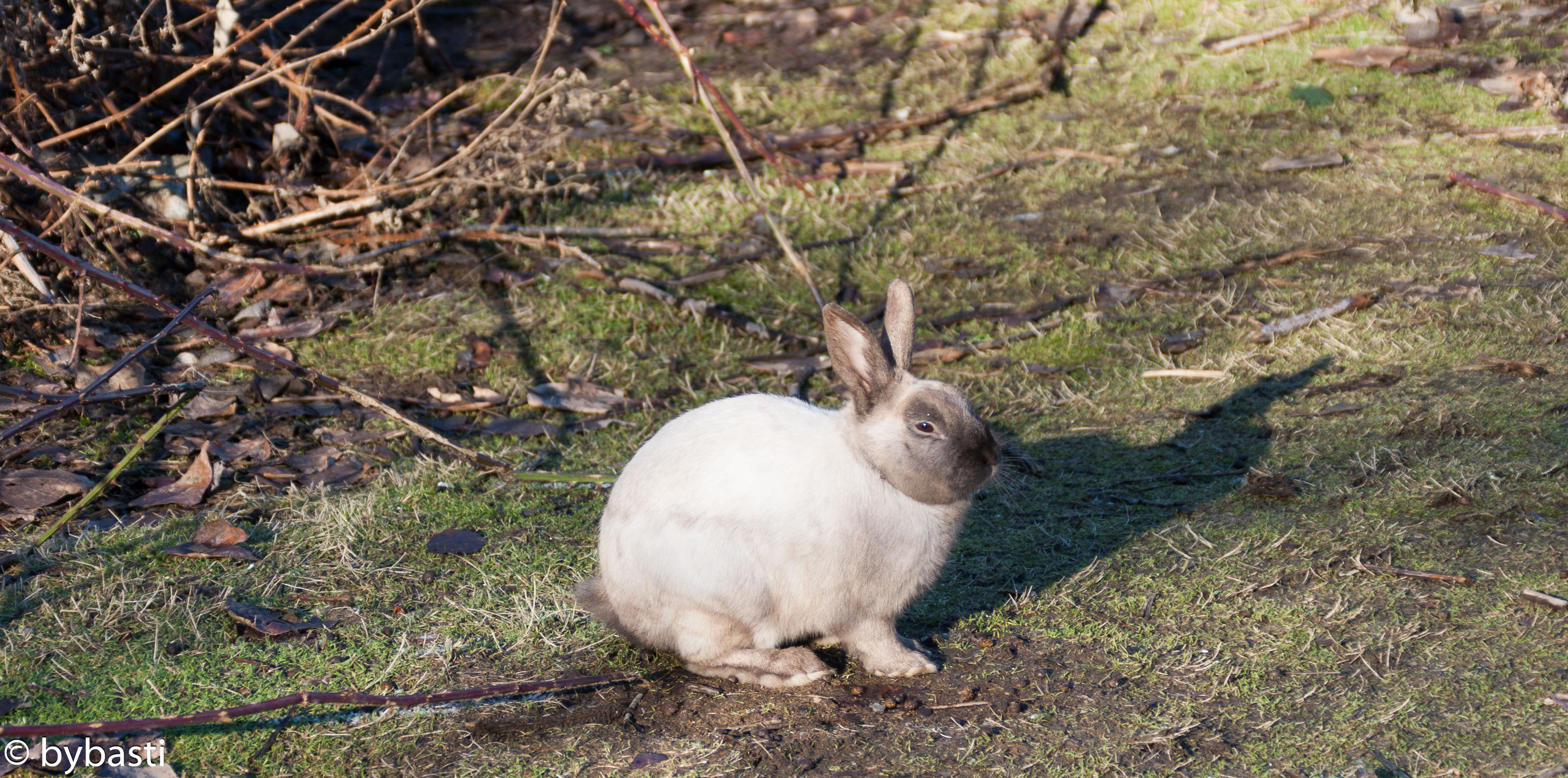 Timer for Memories: Rabbit power in Vancouver's Jericho Park - Bybasti