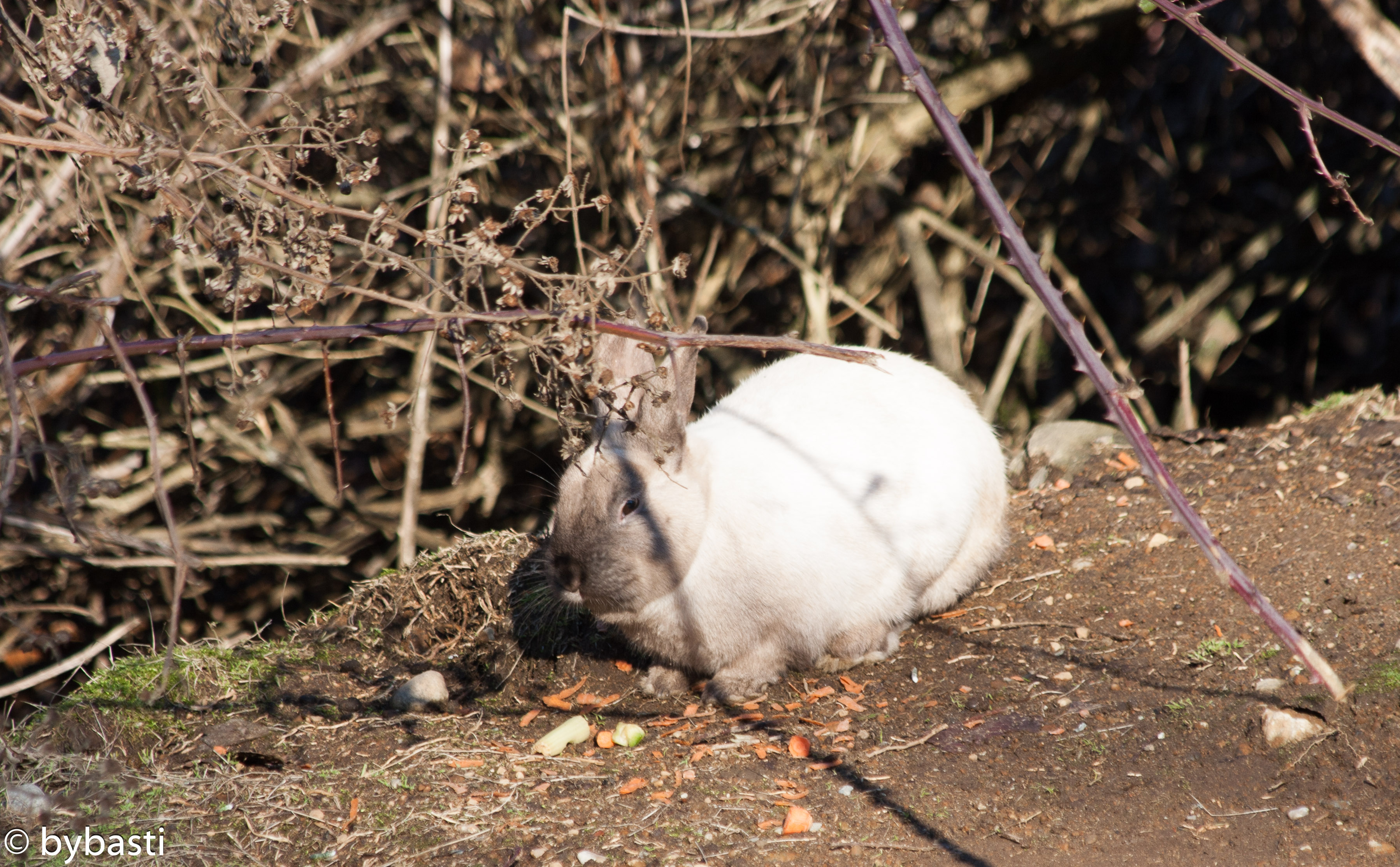 Timer for Memories: Rabbit power in Vancouver's Jericho Park - Bybasti