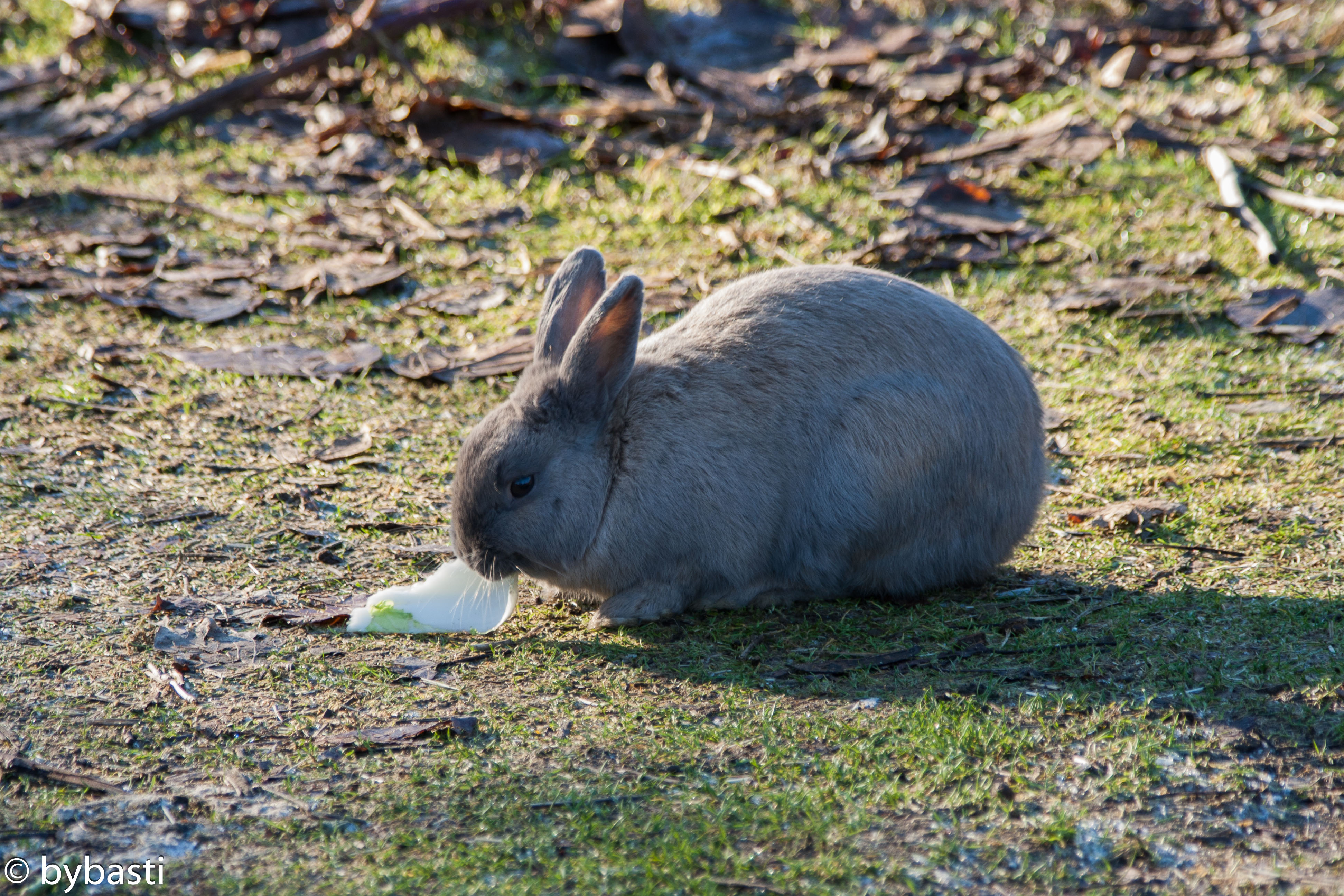 Timer for Memories: Rabbit power in Vancouver's Jericho Park - Bybasti
