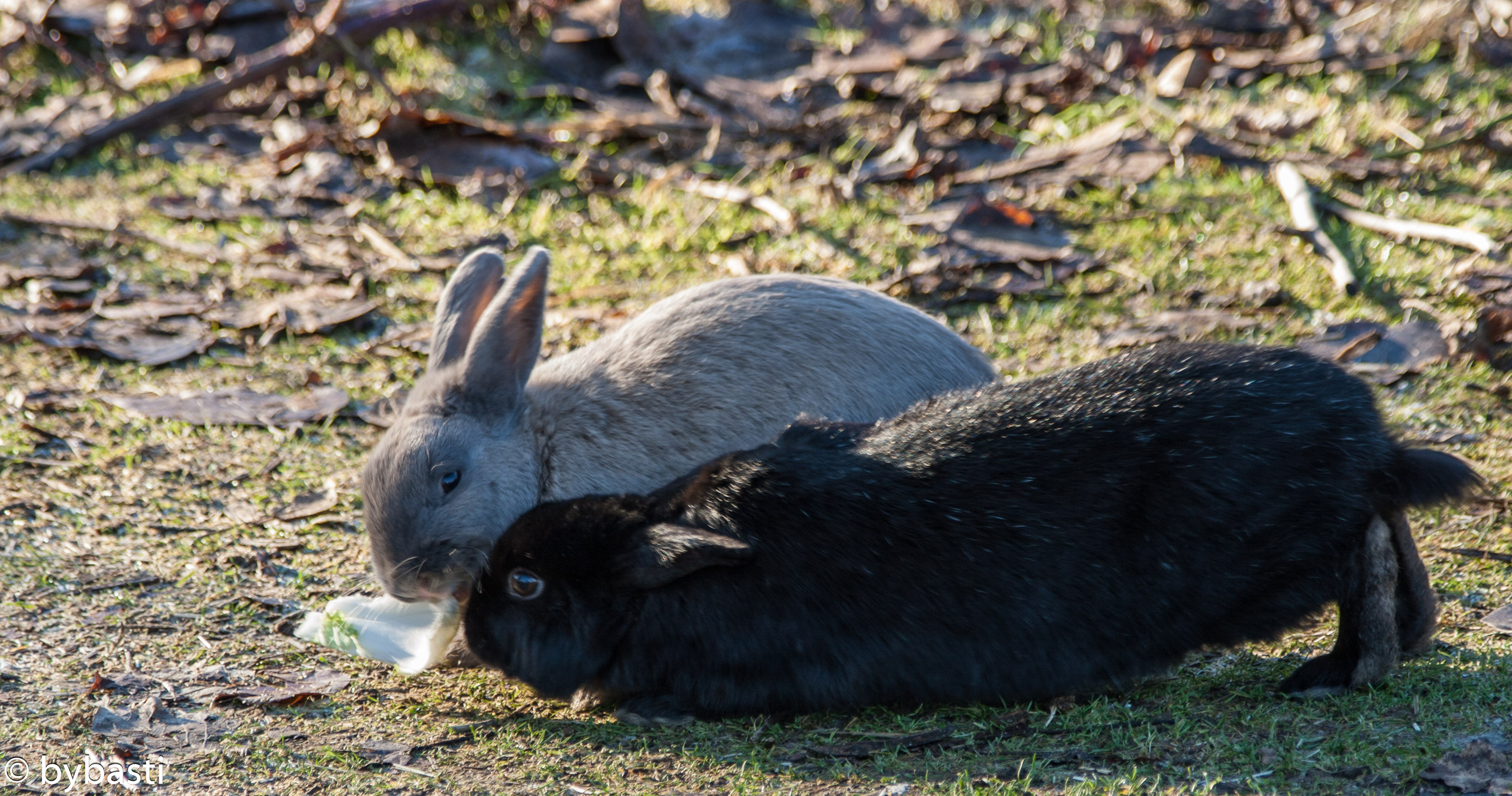 Timer for Memories: Rabbit power in Vancouver's Jericho Park - Bybasti