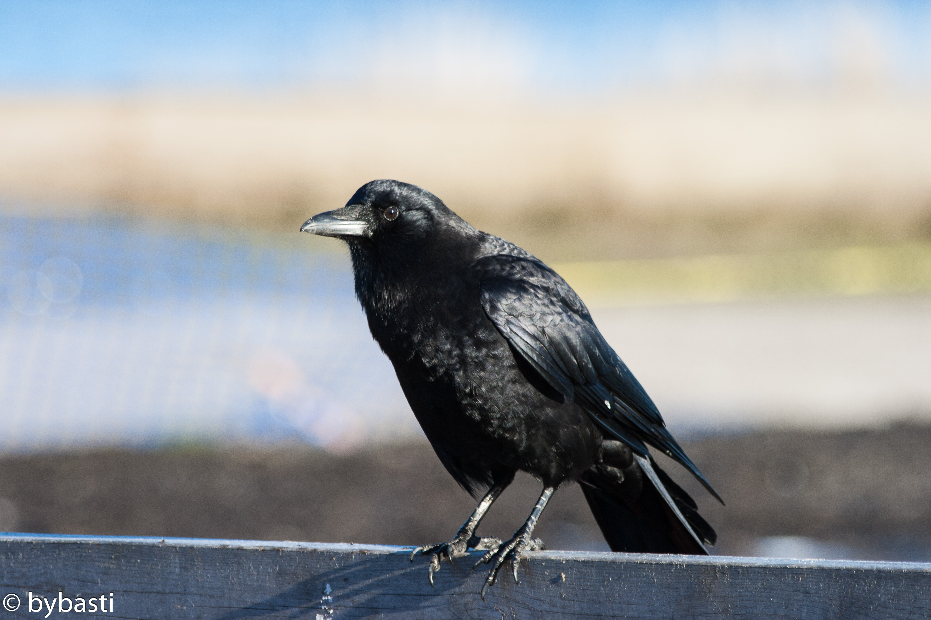 Timer for Memories: Rabbit power in Vancouver's Jericho Park - Bybasti
