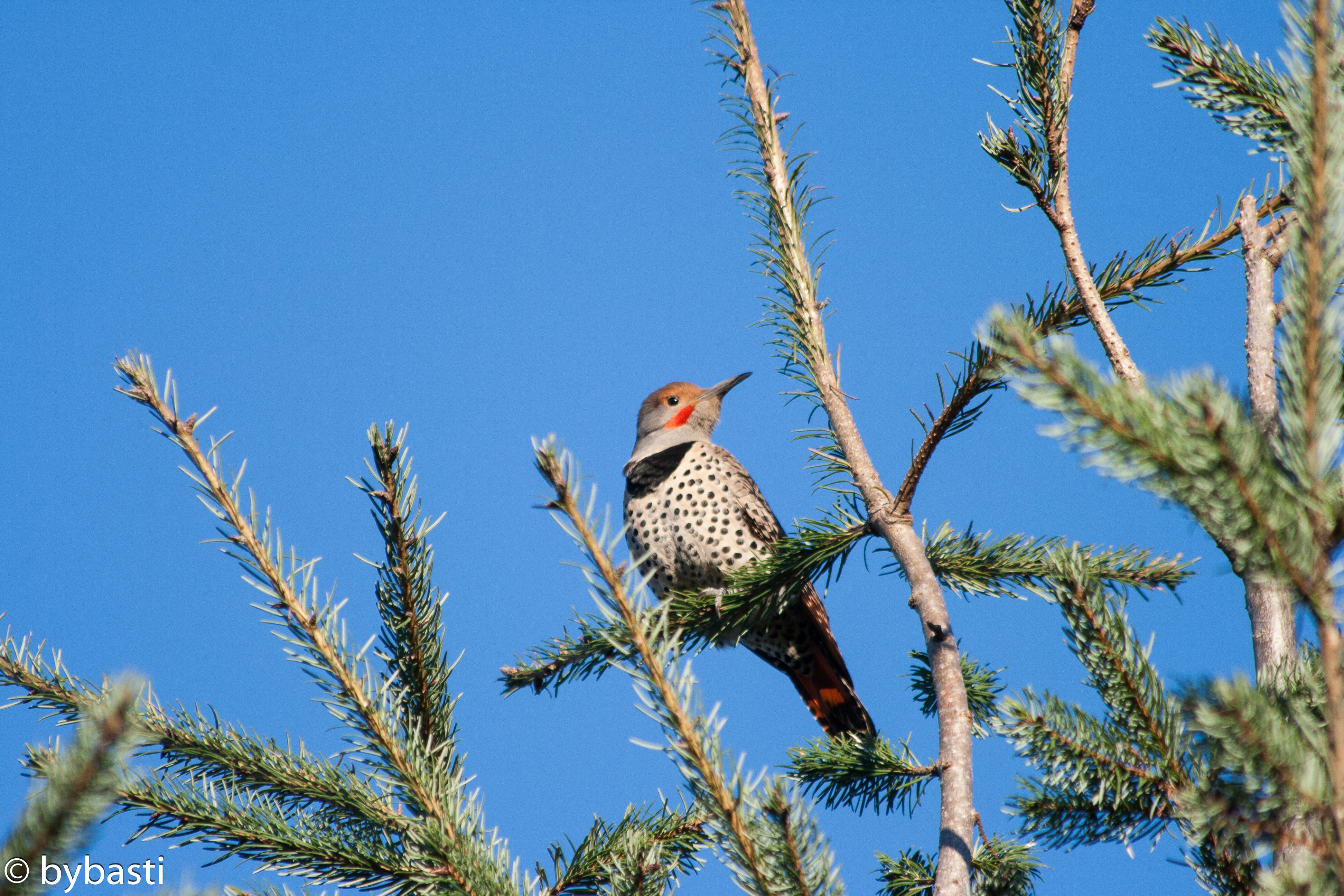 Timer for Memories: Rabbit power in Vancouver's Jericho Park - Bybasti