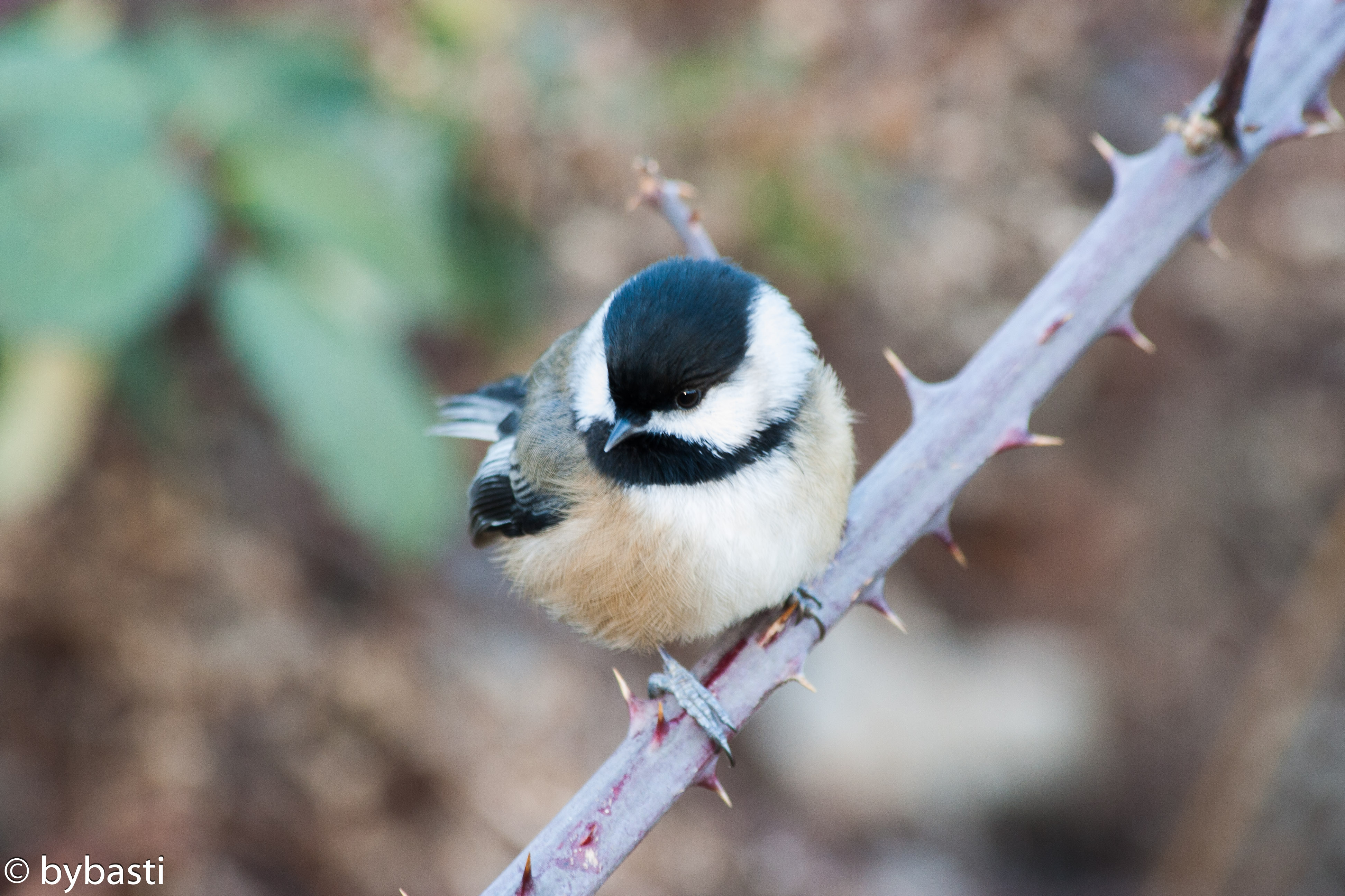 Timer for Memories: Rabbit power in Vancouver's Jericho Park - Bybasti