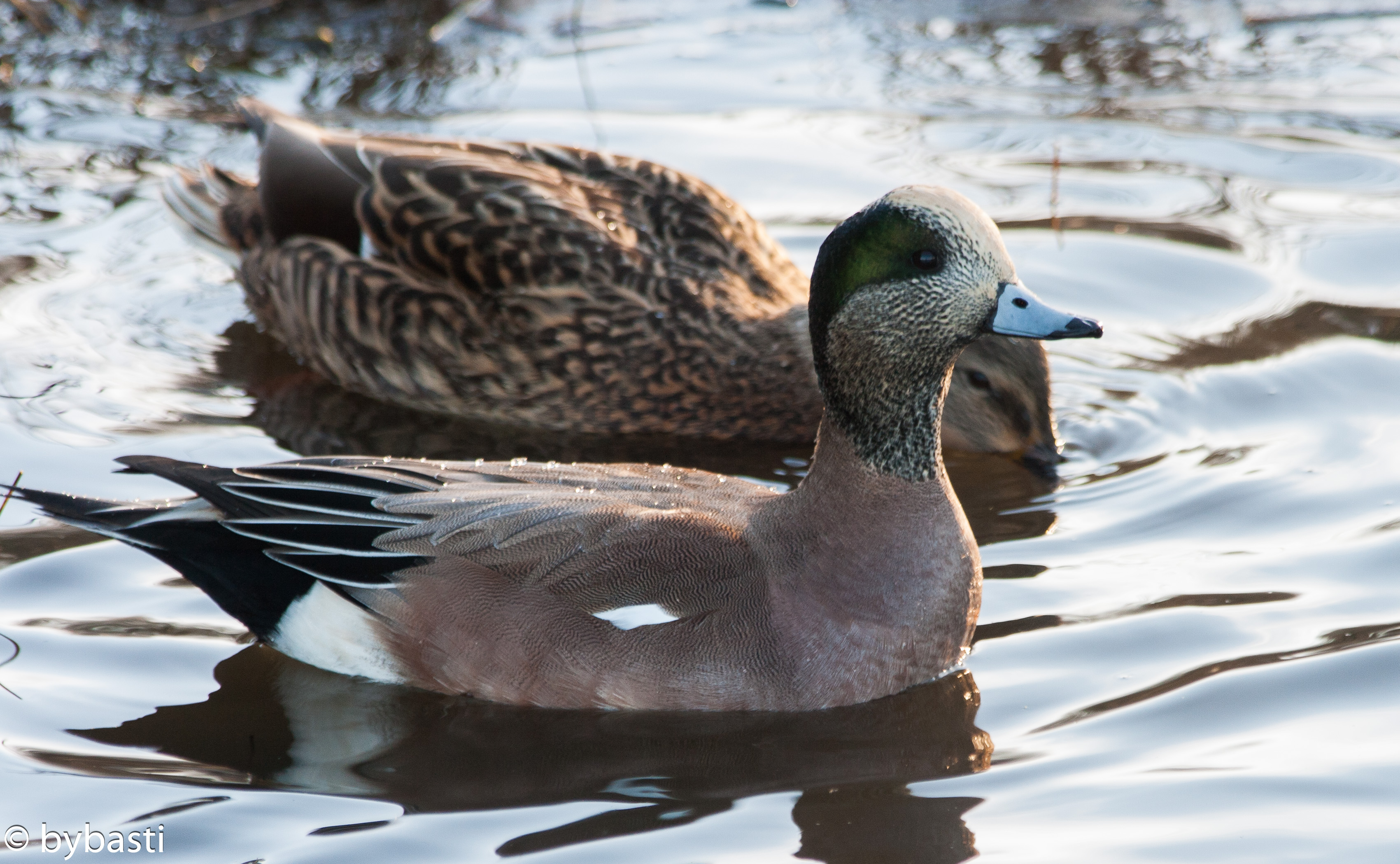 Timer for Memories: Rabbit power in Vancouver's Jericho Park - Bybasti